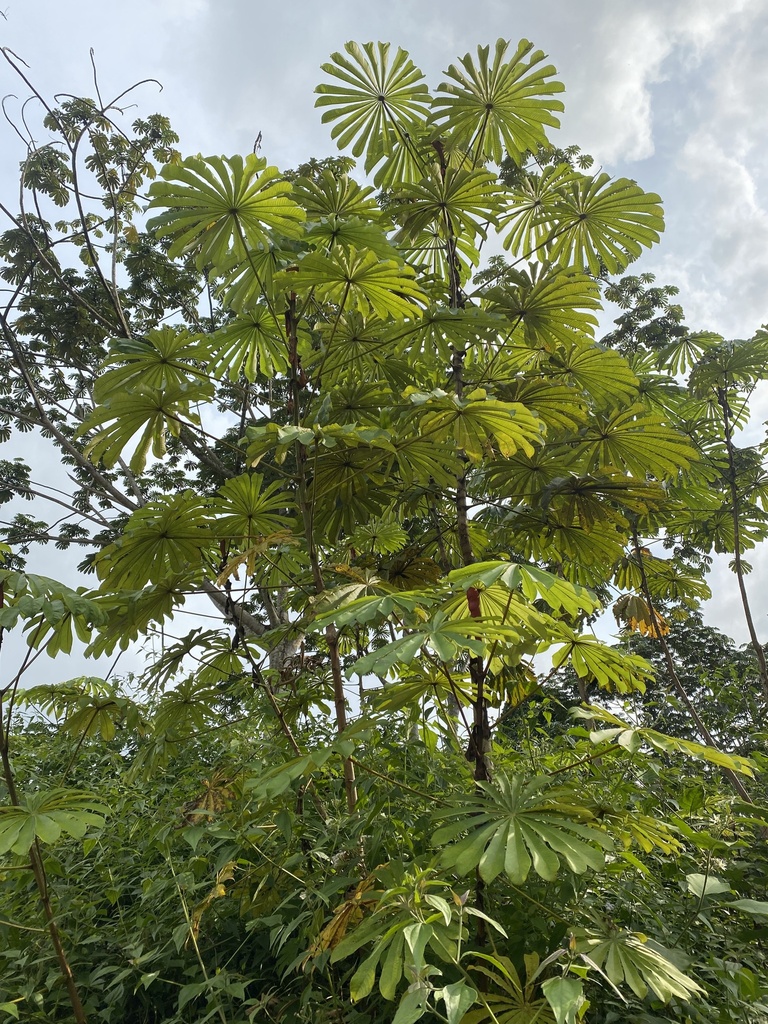 African corkwood tree from Província de Wele-Nzas, GQ on June 21, 2023 ...