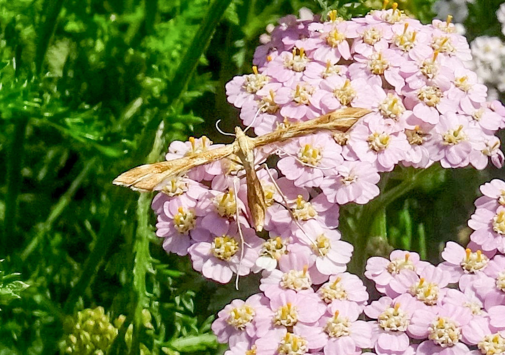Yarrow Plume Moth from Vassalboro, ME, USA on June 30, 2023 at 04:12 PM ...