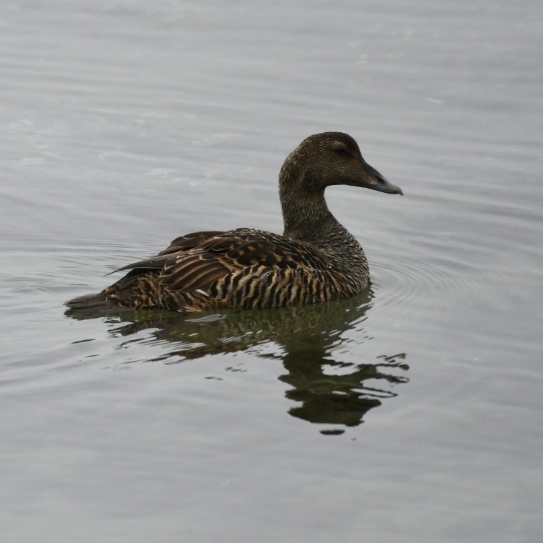 Common Eider from Newfoundland, Port au Choix, NL, CA on July 1, 2023 ...