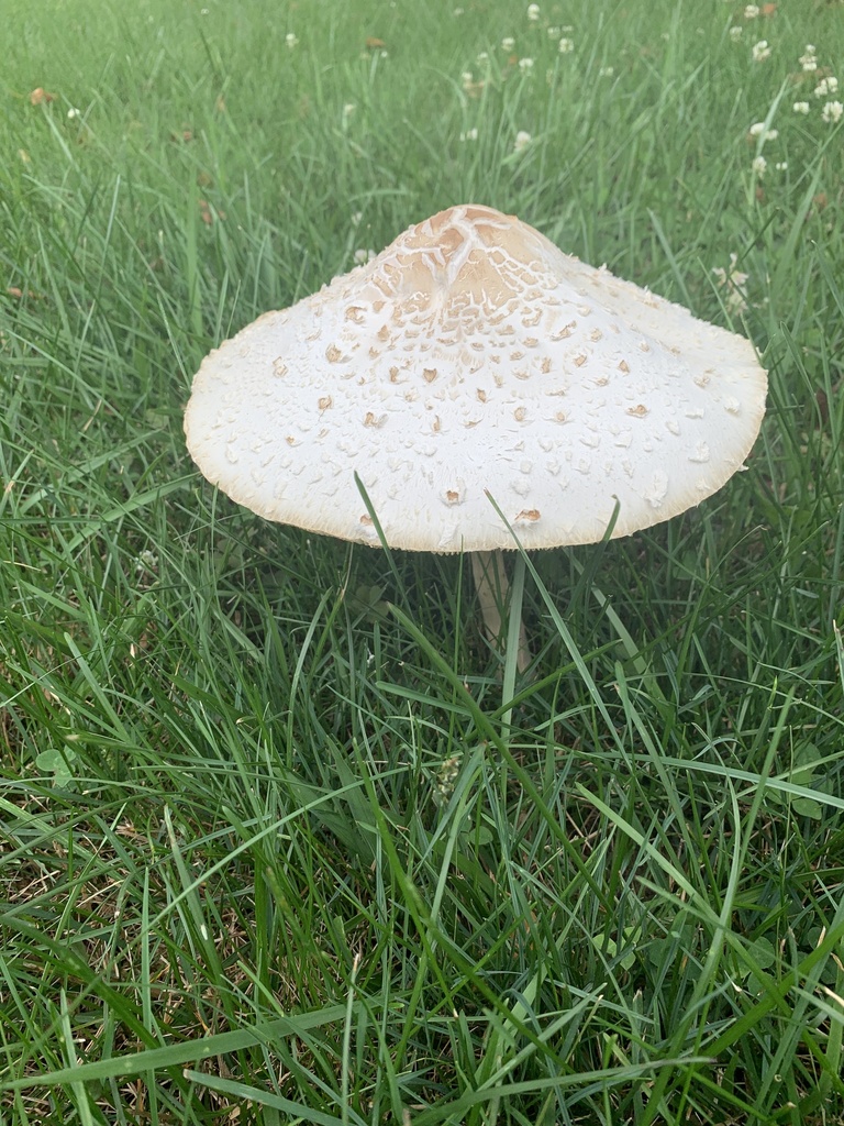 green-spored parasol from Fairmont Dr, Mechanicsburg, PA, US on July 1 ...