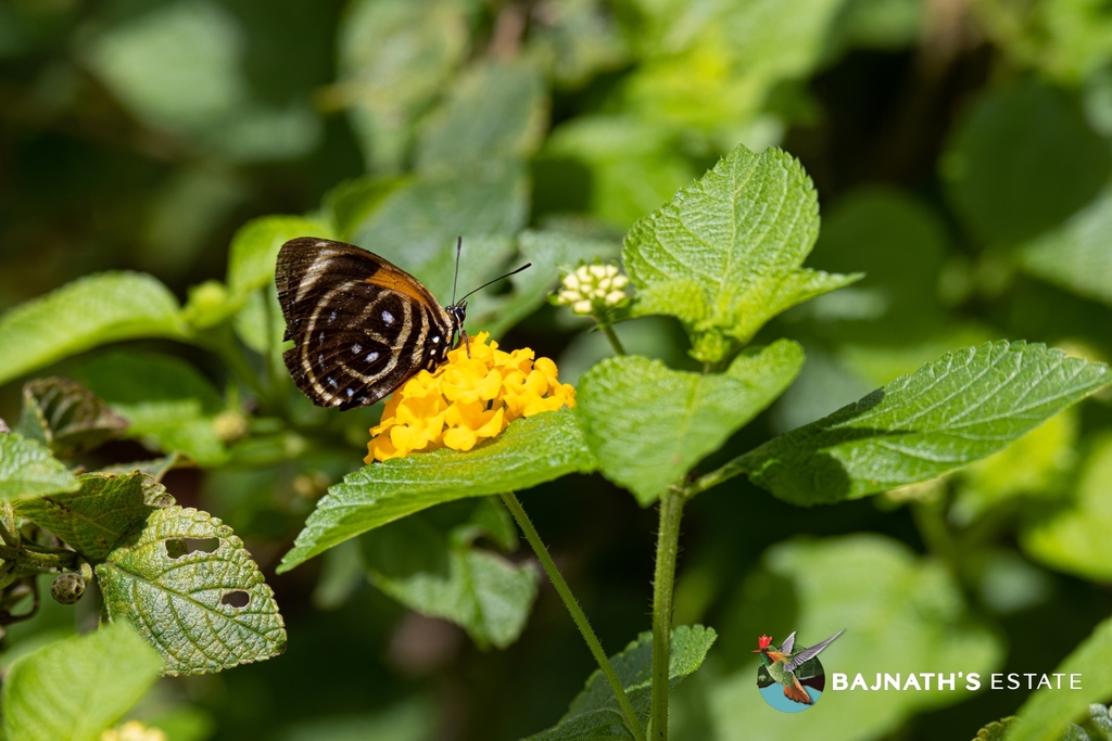 Callicore astarte antillena from Bajnath's Estate on July 1, 2023 at 10 ...