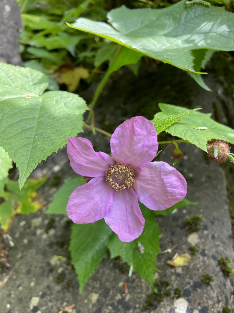 purple-flowered raspberry from Monongahela National Forest, Hillsboro ...