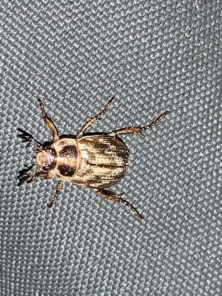 Oriental Beetle from Day St, Granby, CT, US on July 1, 2023 at 09:05 PM ...