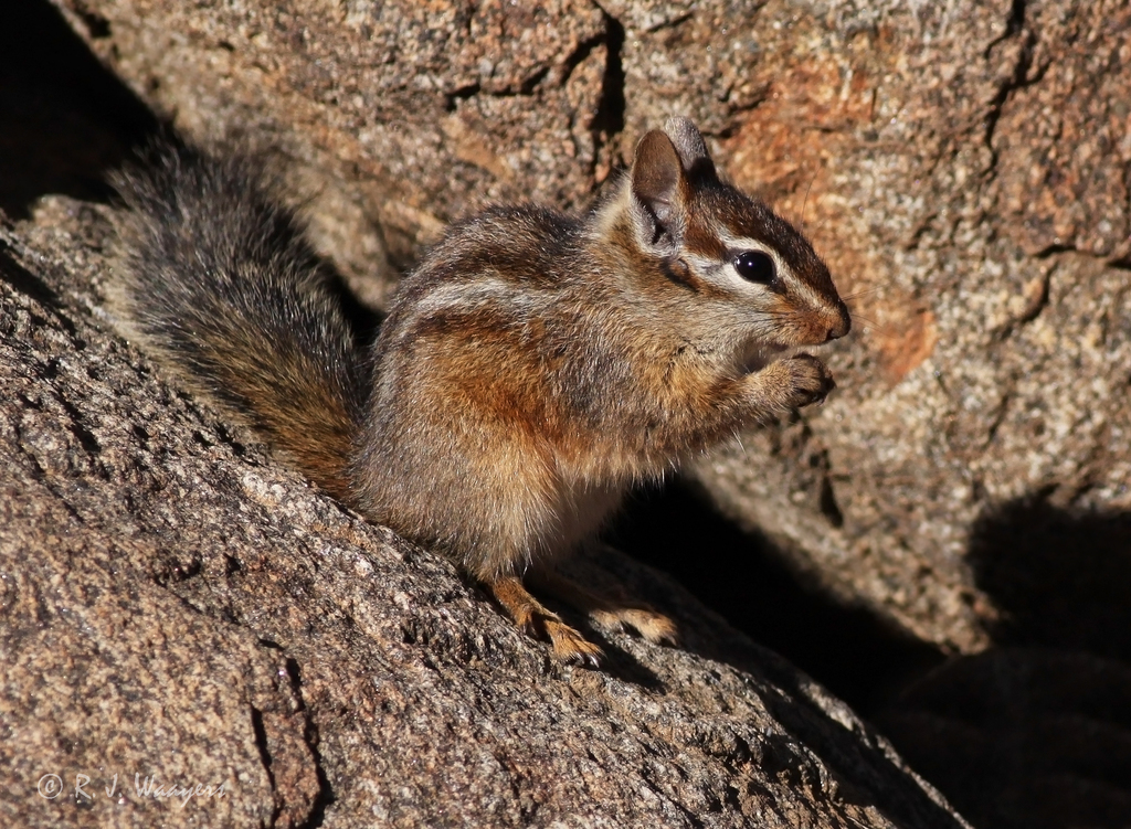 Merriam's Chipmunk from San Diego County, CA, USA on December 09, 2018 ...