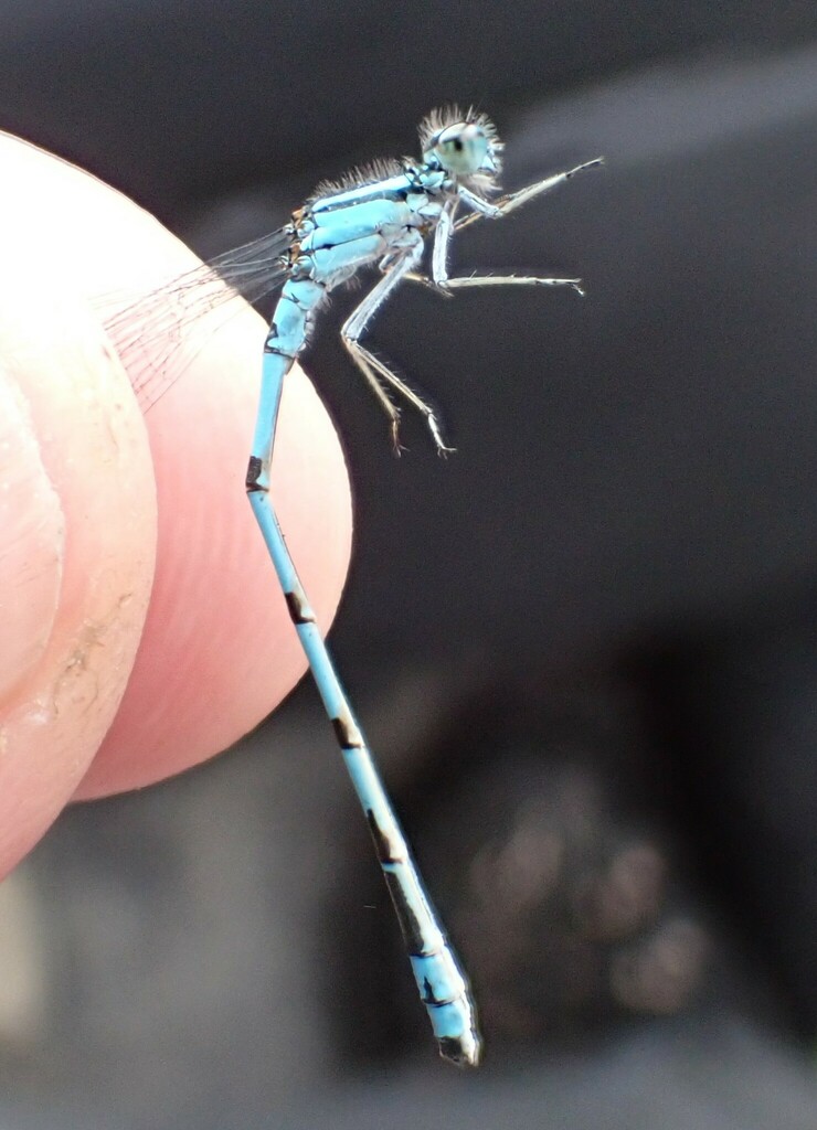Hagen's Bluet from Capital Region Rural District, NB, Canada on July 1 ...