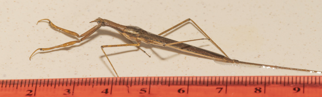 Ranatra quadridentata from Pima County, AZ, USA on June 21, 2023 at 10: ...