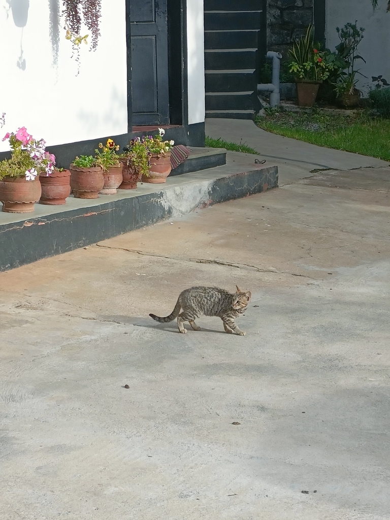 Domestic Cat from CRHX+GQW, Kotagiri, Tamil Nadu 643217, India on July ...