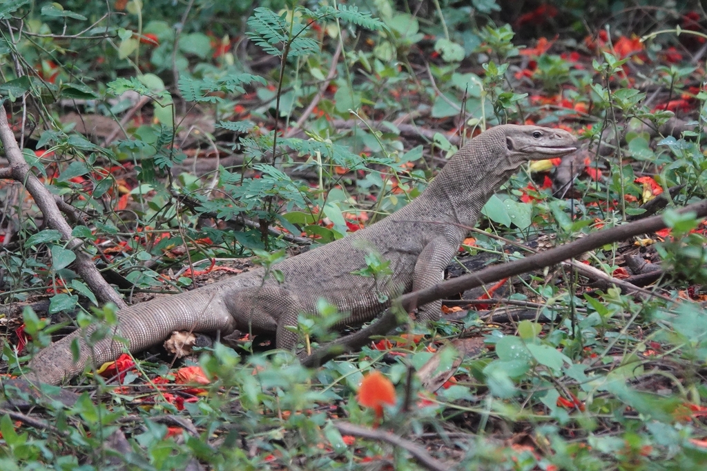 Bengal Monitor from Harish-Chandra Research Institute on July 2, 2023 ...