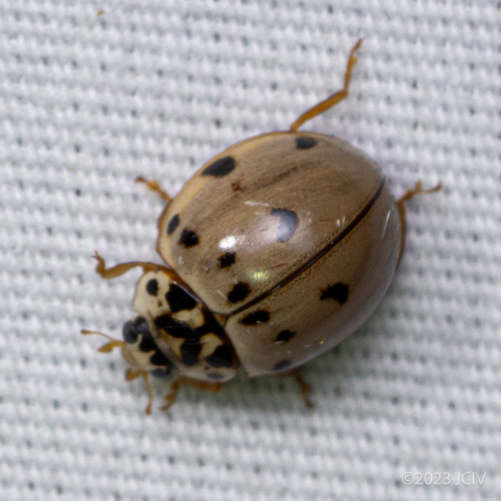Ashy Gray Lady Beetle from Emerald Point on June 28, 2023 at 04:33 AM ...