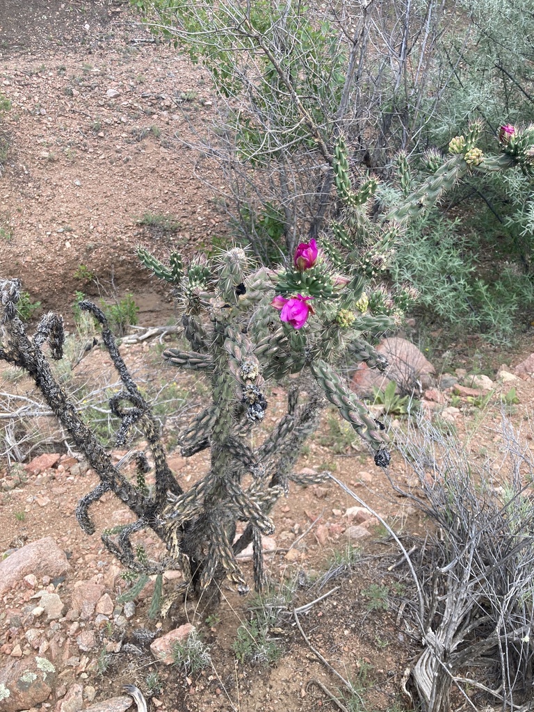tree cholla from Wilderness Arroyo, Santa Fe, NM, US on July 1, 2023 at ...