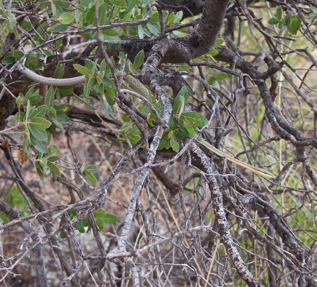 Thornscrub Vine Snake in July 2014 by aambos · iNaturalist