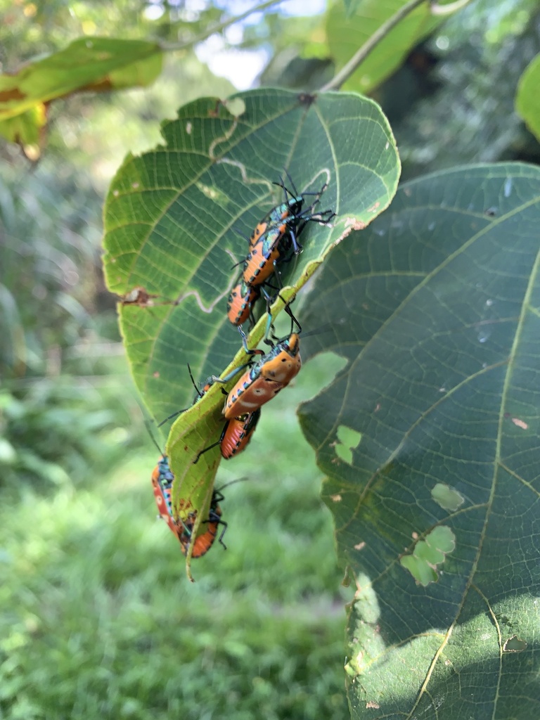 ocellated shield bug from 臺灣島, 雙溪區, NWT, TW on July 2, 2023 at 09:18 AM ...