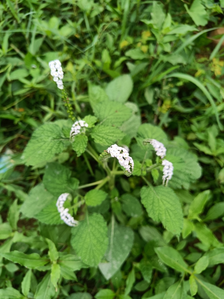 Indian Heliotrope from harohalli lake on July 2, 2023 at 08:03 AM by ...
