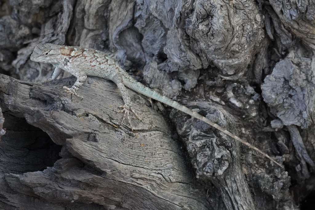 Clark's Spiny Lizard from Saguaro National Park, Tucson, AZ, US on July ...