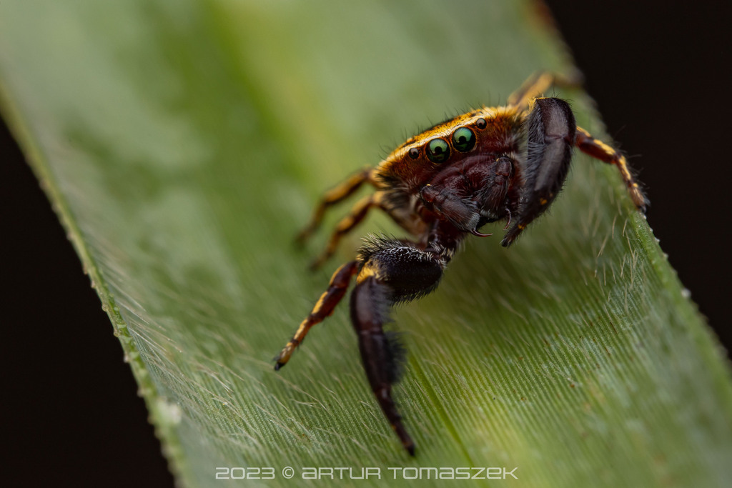 Wasp-mimic Jumping Spider in July 2023 by Artur Tomaszek · iNaturalist