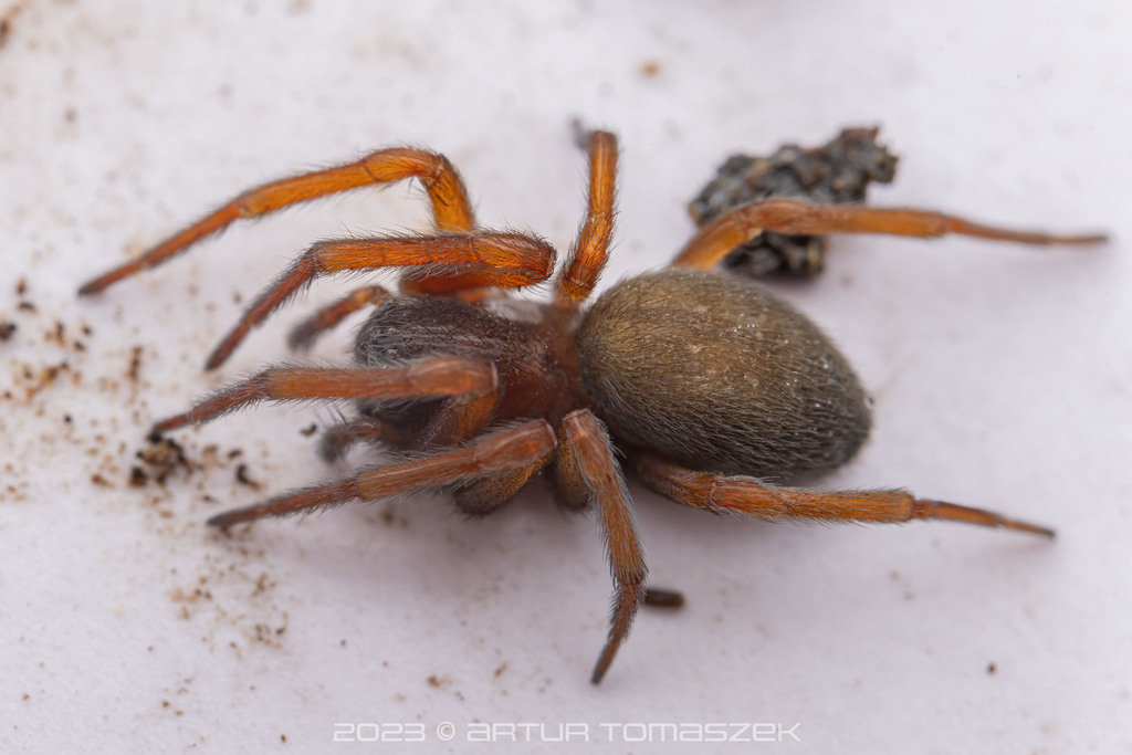 Pandava laminata in July 2023 by Artur Tomaszek · iNaturalist