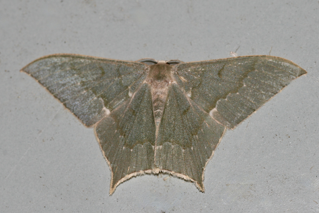 Maxates korintjiensis from Bukit Fraser, 49000 Bukit Fraser, Pahang ...