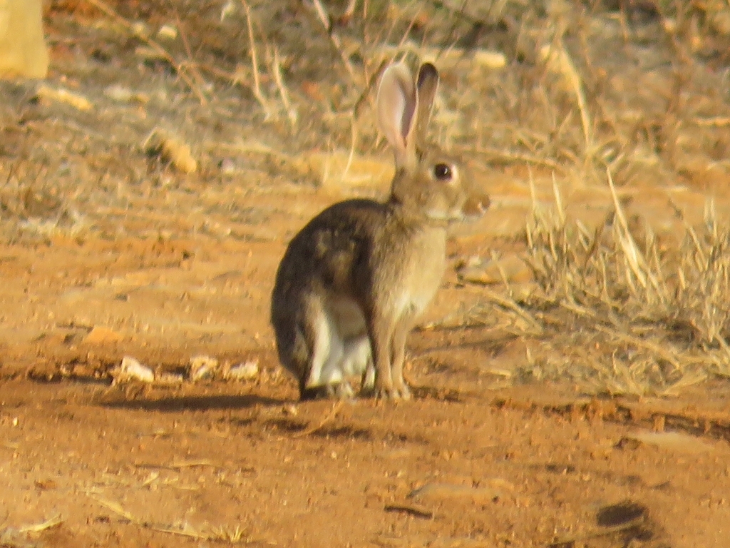 European Rabbit in July 2023 by Isabel Pires · iNaturalist