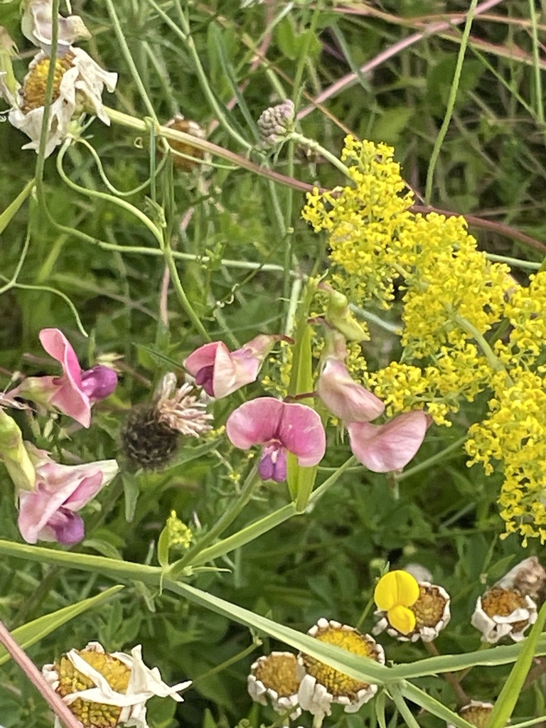 Narrow-leaved Everlasting-pea from Great Wilbraham, Cambridge, England ...
