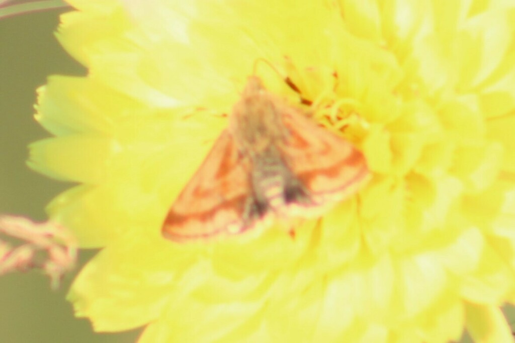 Schinia mitis in June 2023 by centex · iNaturalist