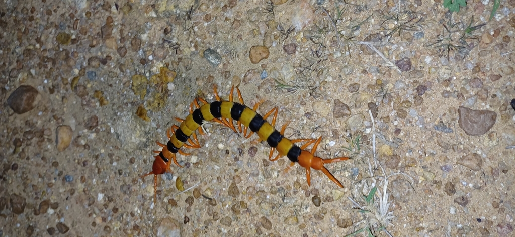 Indian Tiger Centipede from Erode, IN-AP, IN on July 1, 2023 at 09:48 ...