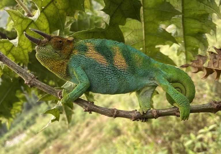 Johnston's Chameleon from Before the Park Gate, on your left before the ...