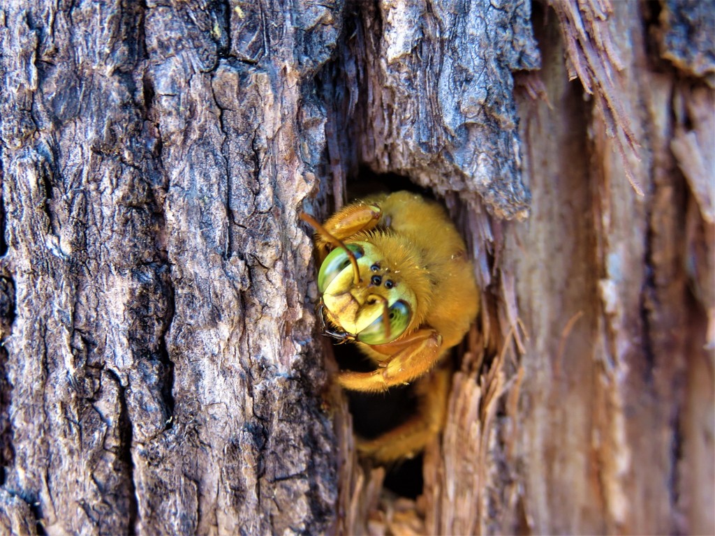 Valley Carpenter Bee from Álvaro Obregón, Son., México on December 25 ...