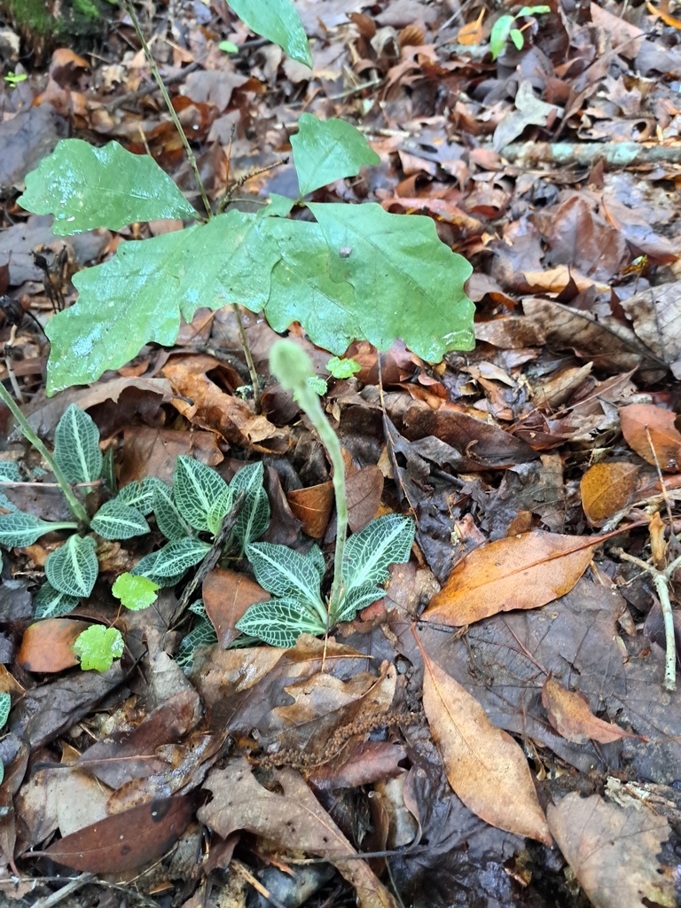 downy rattlesnake plantain from Rachel Carson Conservation Park on July ...