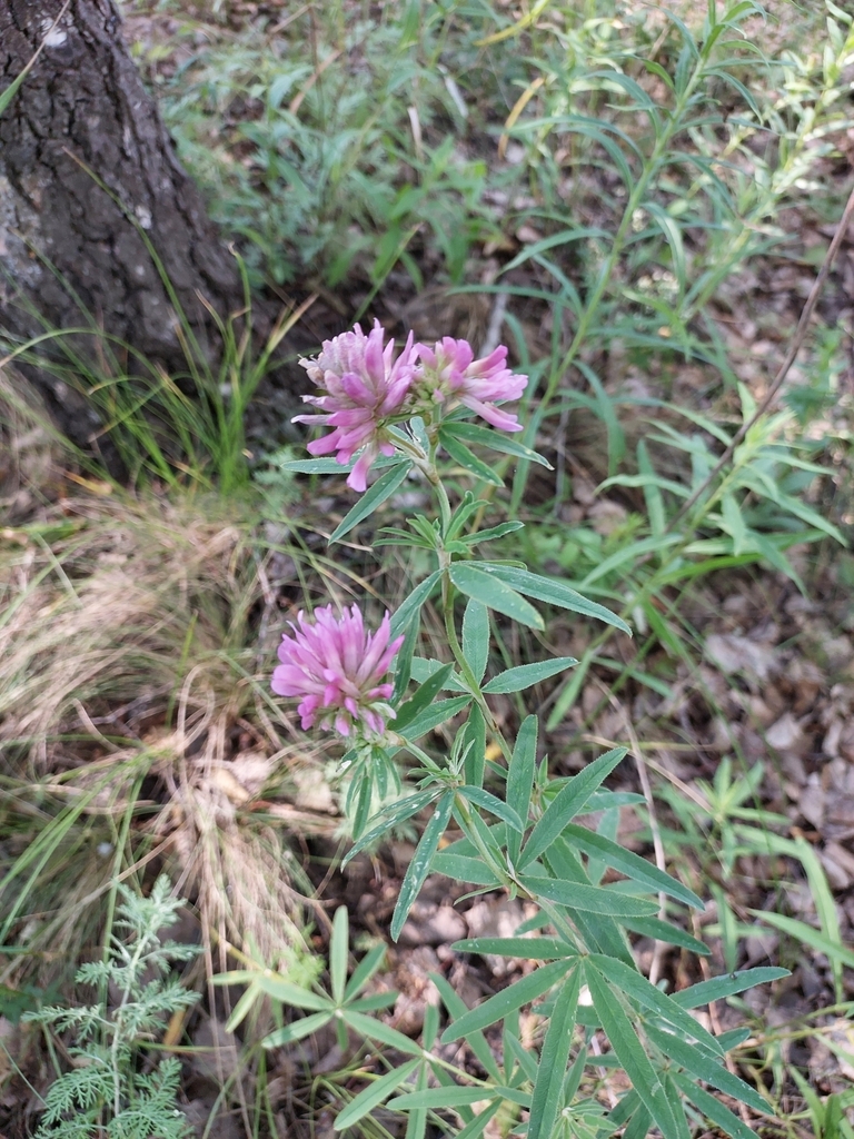 lupine clover from Омская обл., Россия, 644506 on July 2, 2023 at 09:45 ...