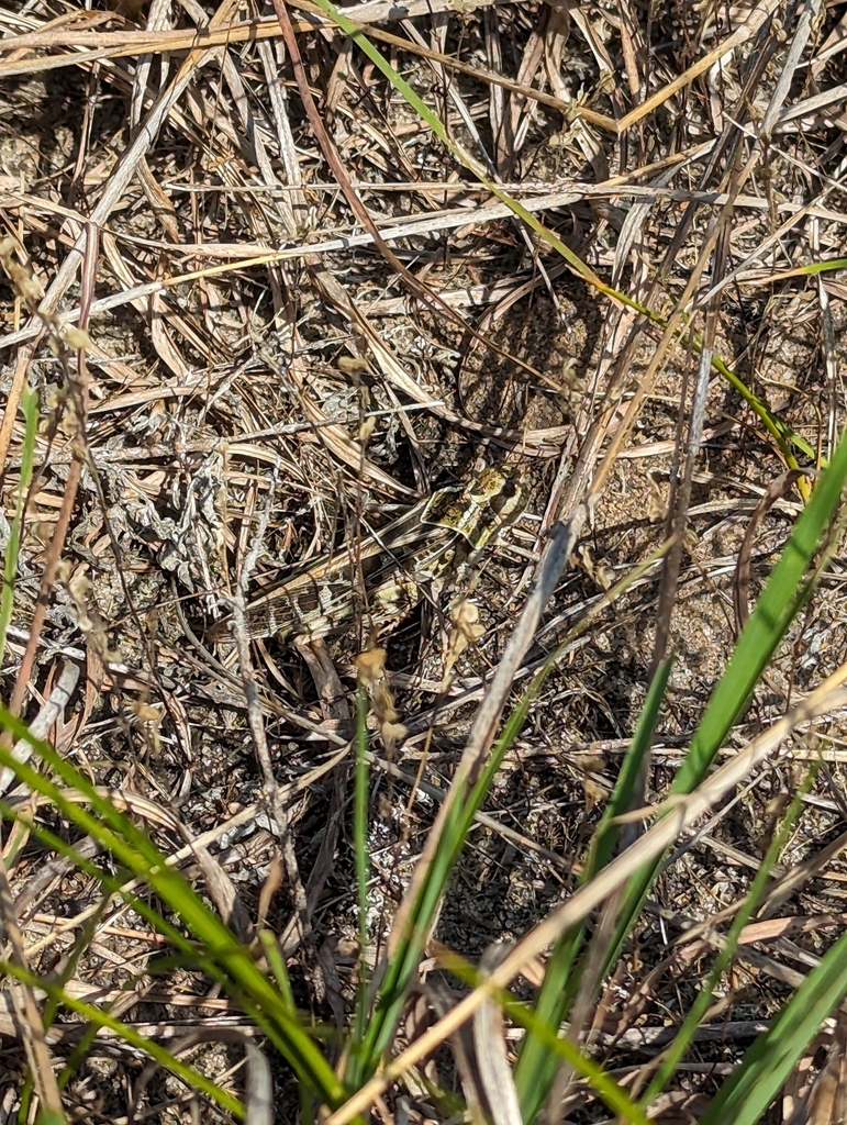 Haldeman's Grasshopper from Adrian, WI, USA on July 2, 2023 at 10:34 AM ...