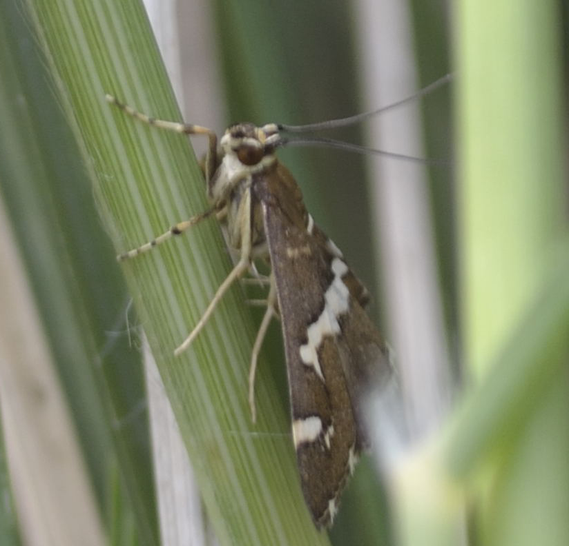 Hawaiian Beet Webworm Moth from Tenerife on January 24, 2016 by Enrico ...