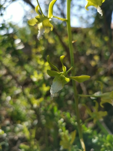 Eulophia leachii · iNaturalist