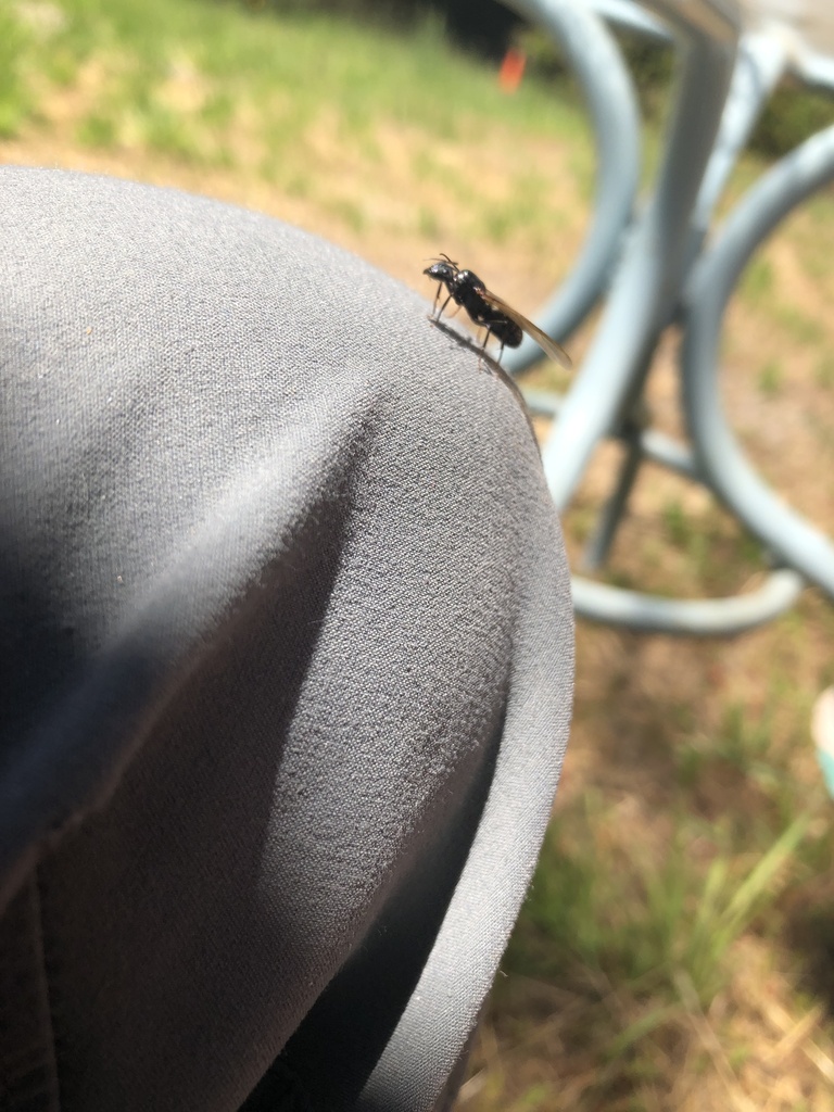 Carpenter Ants, Typical Sugar Ants and Allies from Redwood Springs Dr ...