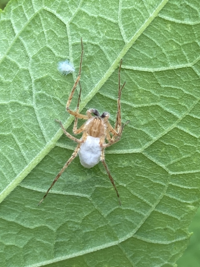 Entelegyne Spiders from Seven Islands State Birding Park, Kodak, TN, US ...