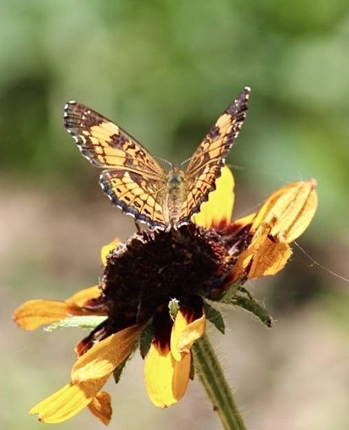Silvery Checkerspot in July 2023 by Kristin Brewer · iNaturalist