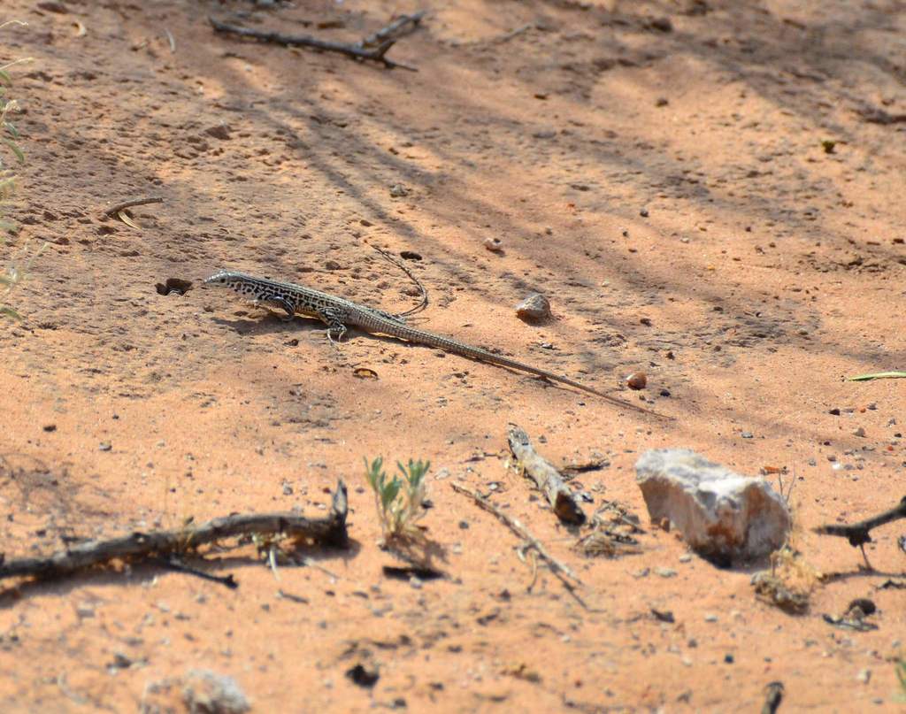 Marbled Whiptail from Ward County, TX, USA on June 11, 2016 at 10:50 AM ...