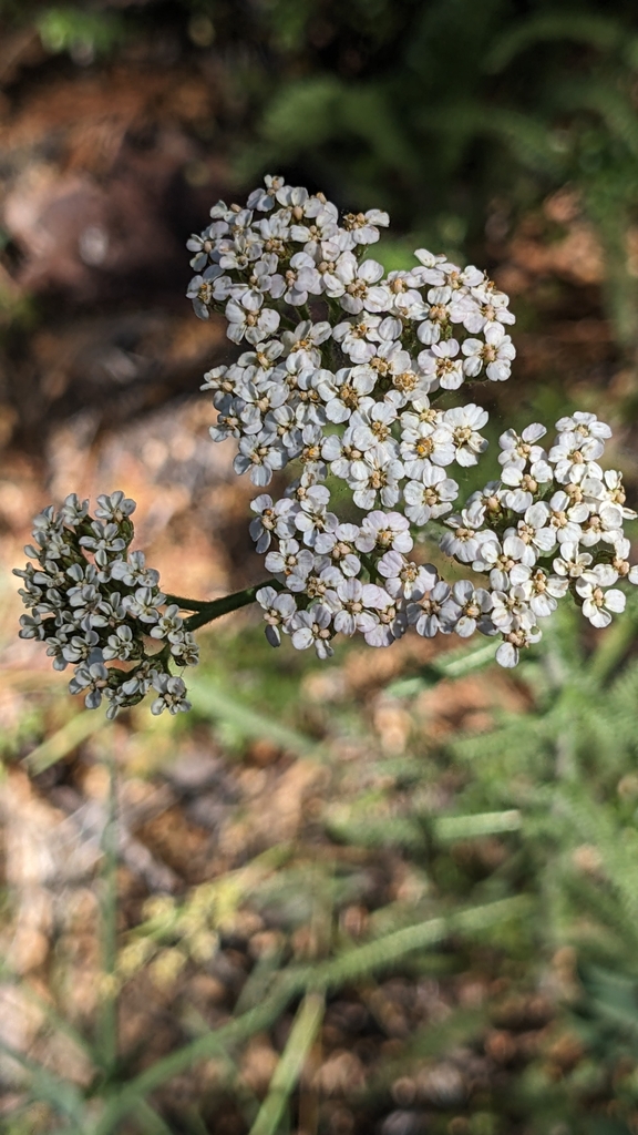 common yarrow from TUOLUMNE MEADOWS, CA 95389, USA on June 30, 2023 at ...