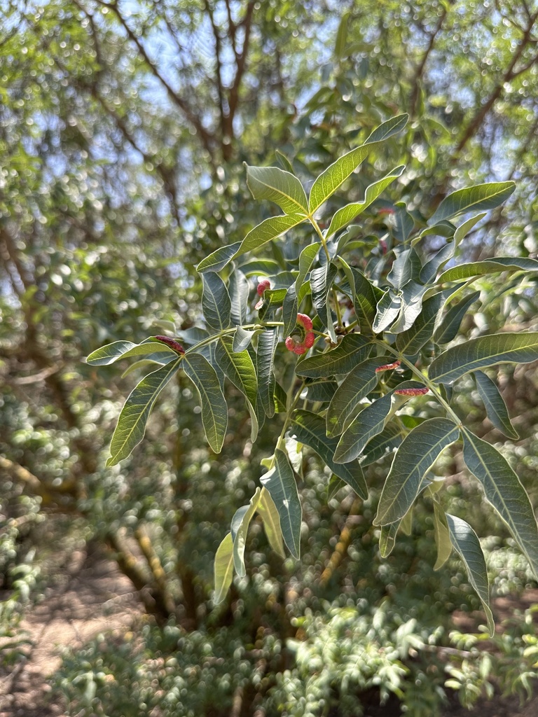 Bean root aphid from Odos Panathinaion, Athens, Attiki, GR on July 2 ...