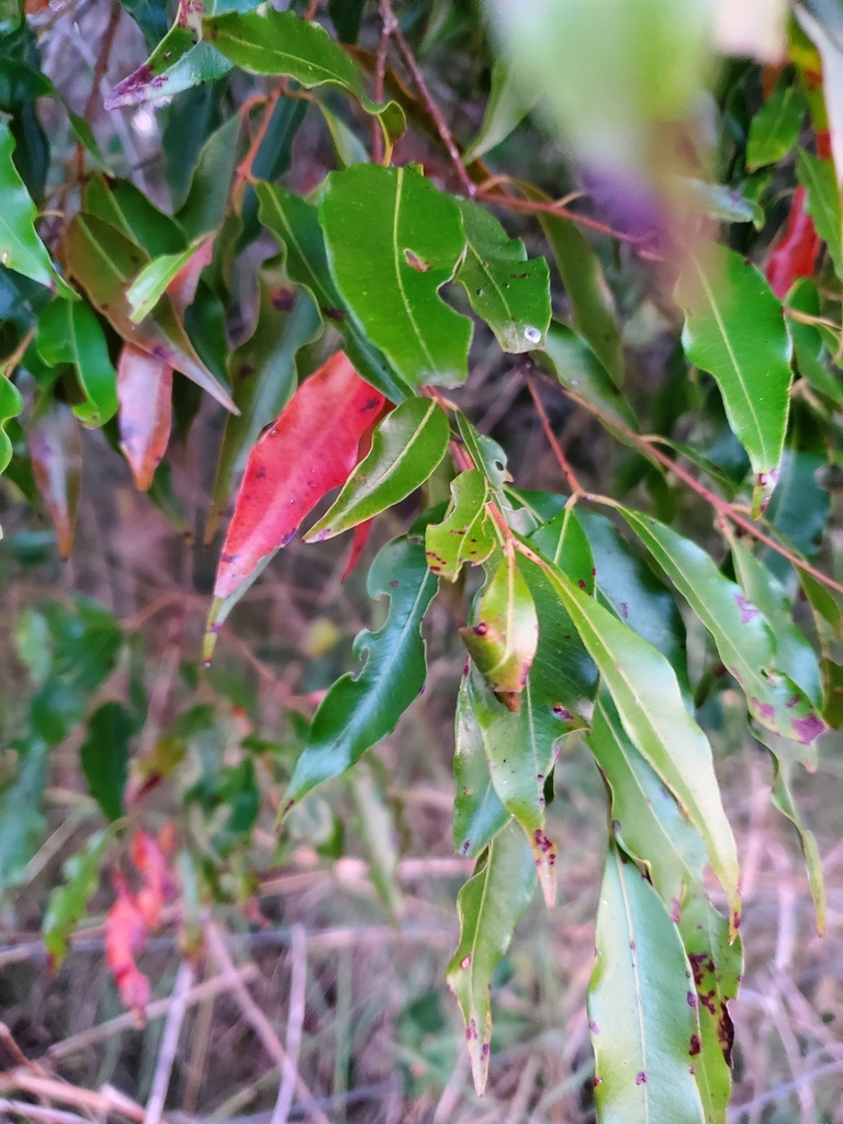 weeping lilli pilli from Witta QLD 4552, Australia on July 2, 2023 at ...