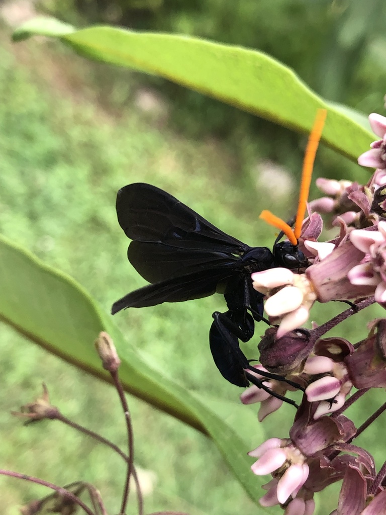 Elegant Tarantula-hawk Wasp from E Leatherwood Dr, Walland, TN, US on ...