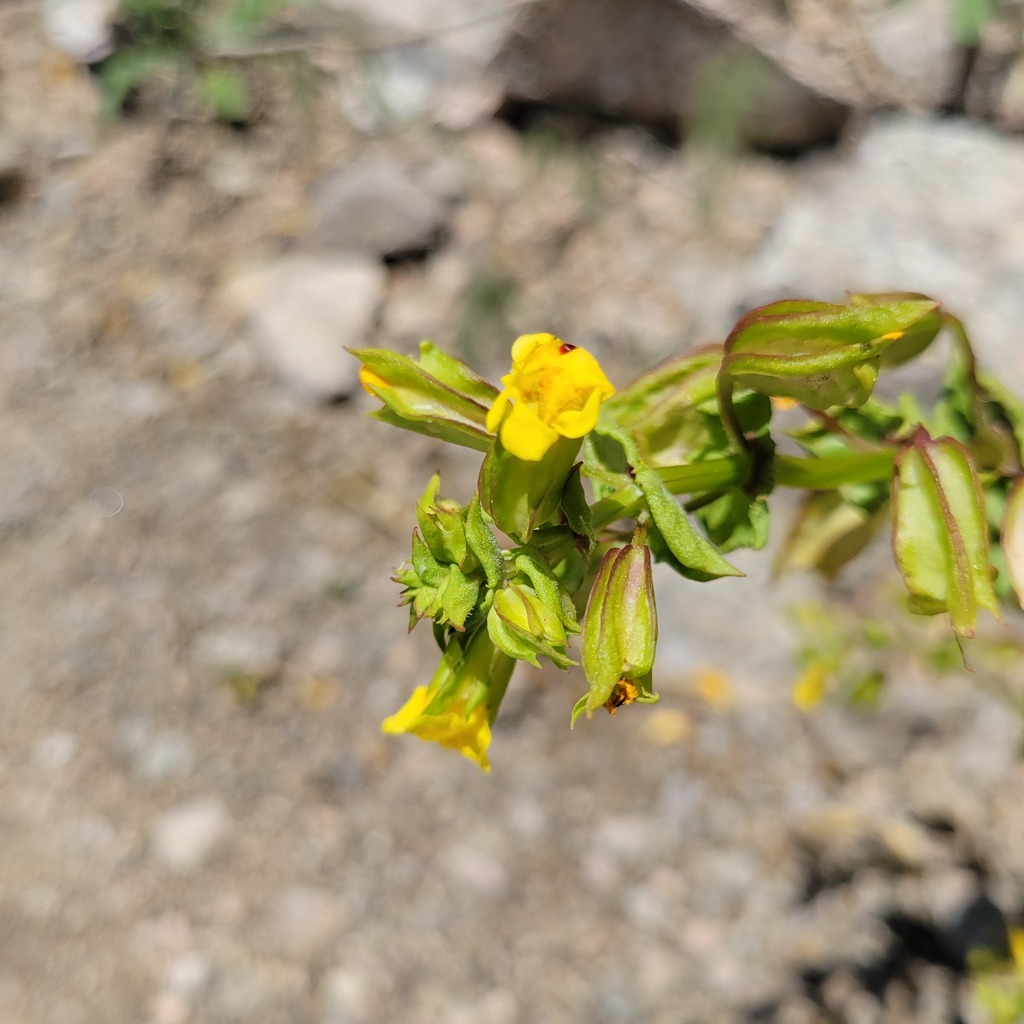 shy monkeyflower from San Bernardino County, CA, USA on July 2, 2023 at ...