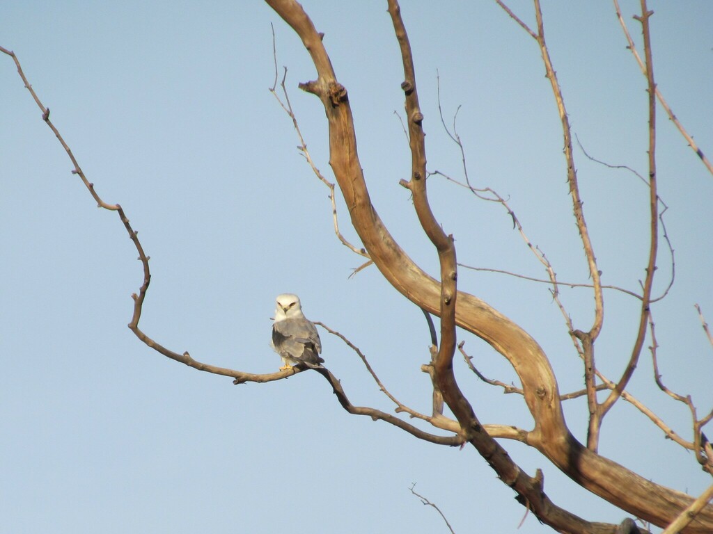 White-tailed Kite from San Francisco District, Heredia Province ...