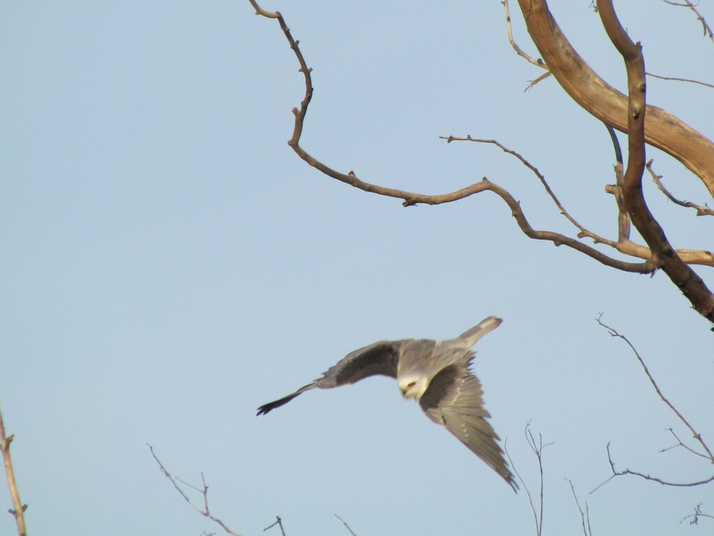 White-tailed Kite from San Francisco District, Heredia Province ...