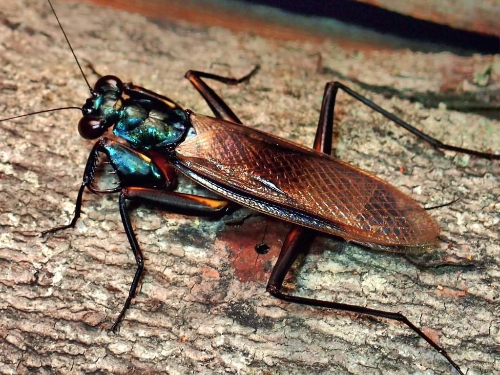Metallyticus fallax from Tanjung Bungah on April 16, 2023 by Siang ...