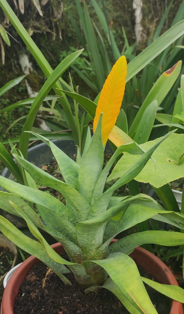 Goudaea ospinae from 3WQX+C7G, Pedro Vicente Maldonado, Ecuador on July ...