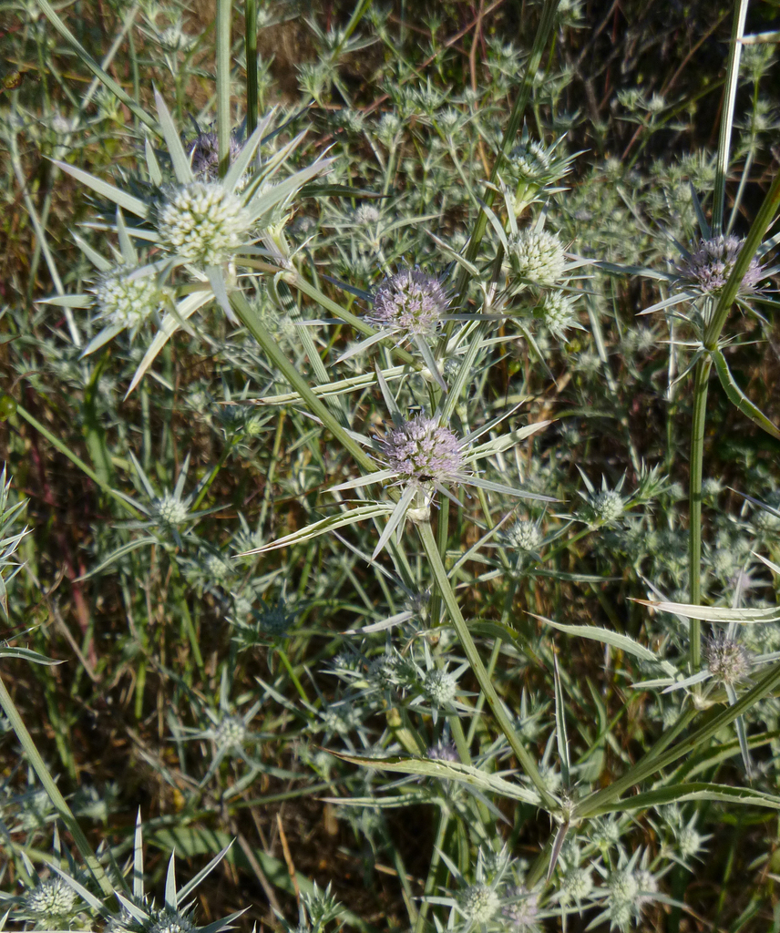 Delta Coyote-thistle from Jasper Ridge Biological Preserve, San Mateo ...