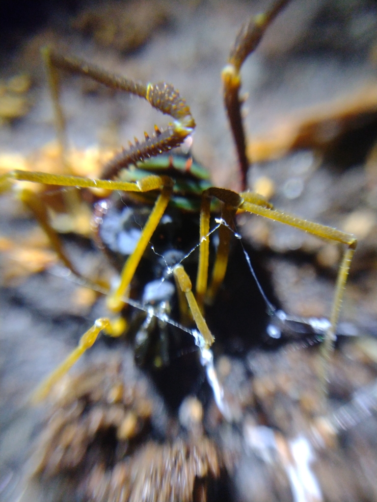 Sadocus asperatus from Temuco, Araucanía, Chile on July 1, 2023 at 05: ...