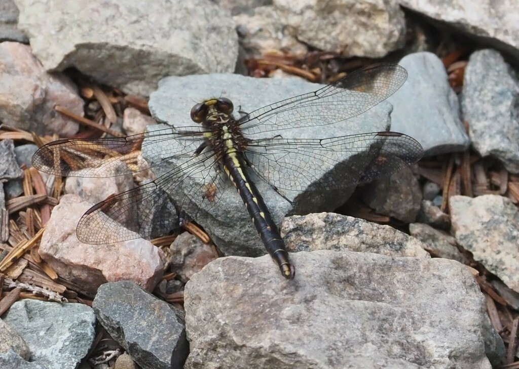 Ashy Clubtail from Southeast Rural District, NB, Canada on July 2, 2023 ...