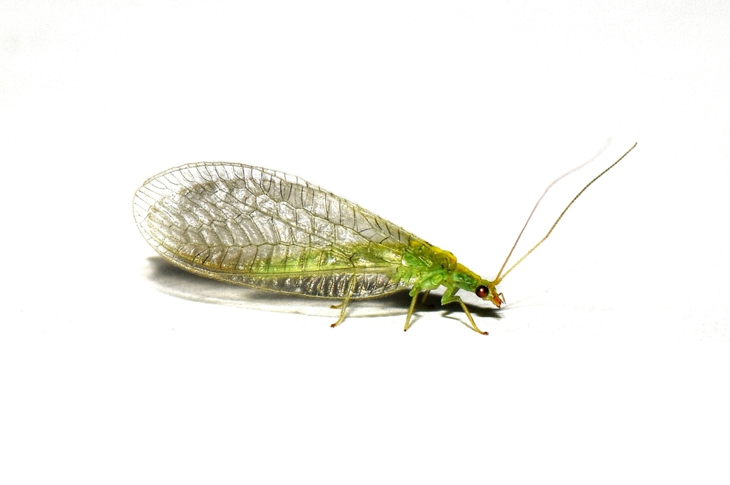 Mallada basalis from Matamata on June 28, 2023 at 10:15 AM by Colin ...