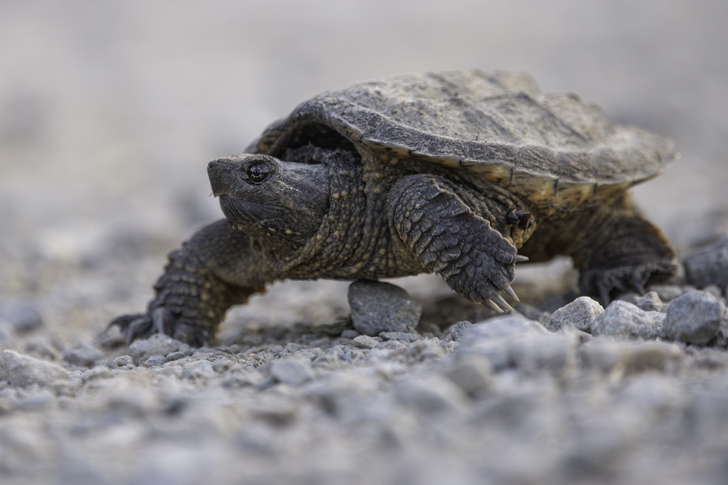Common Snapping Turtle from Route 304, Division #19, Unorganized, MB ...